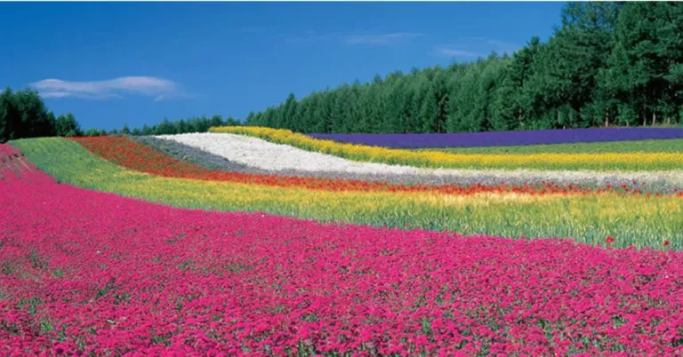 Spring Flowers in Japan: 12 Flower Fields and Parks for Spring Blooms