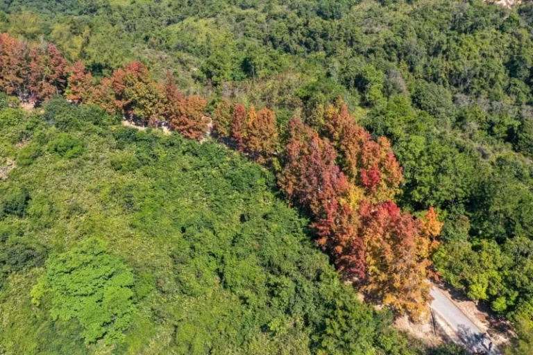 7 Visa-Free Autumn Spots Filipinos Can Visit for Fall Foliage